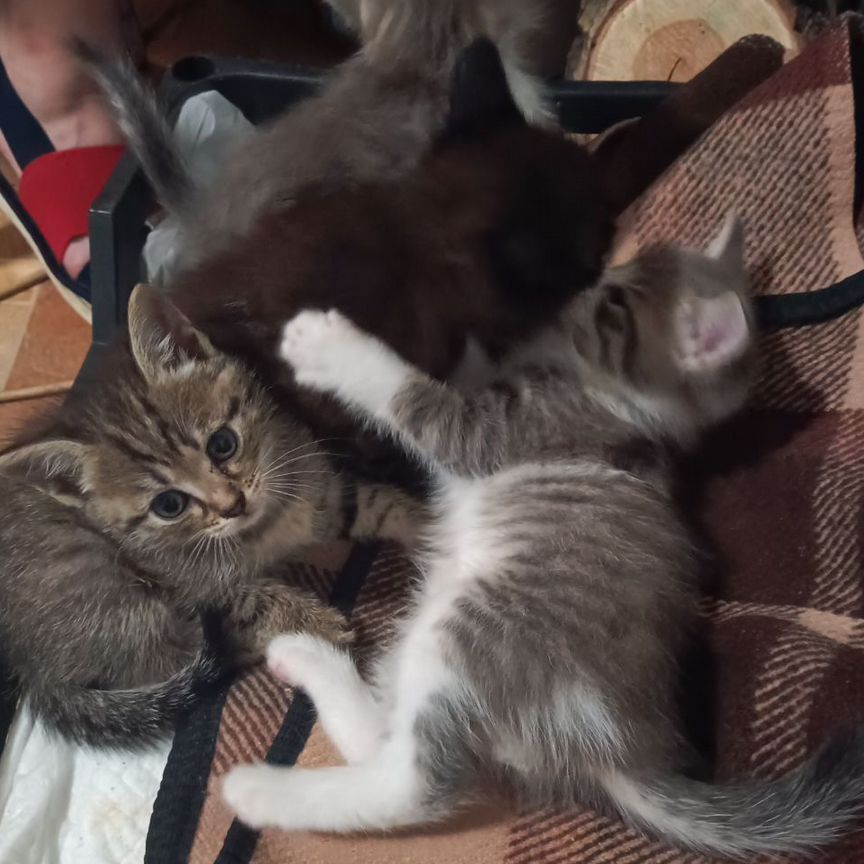 Котята в добрые руки бесплатно мальчик и девочки