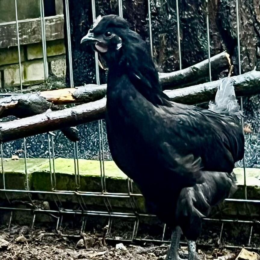 Петух ухейилюй