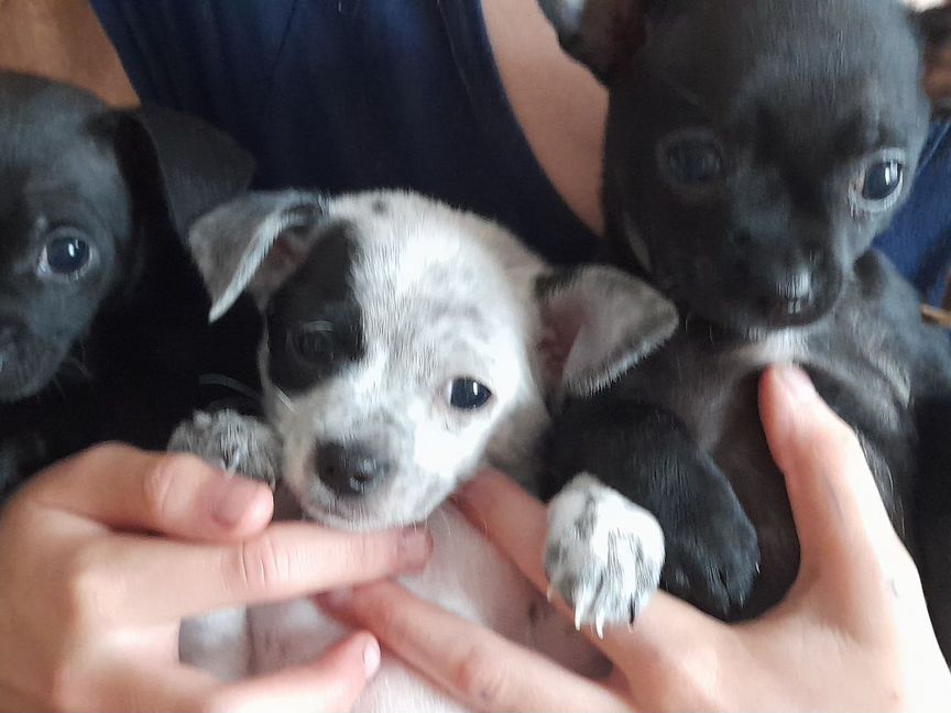 Щенки чихуахуа