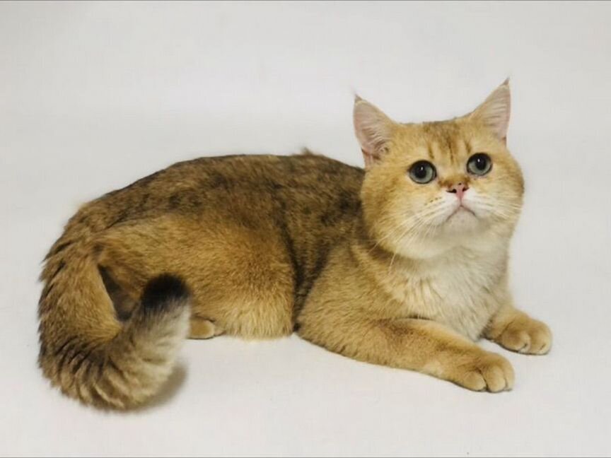 Котик золотая шиншилла