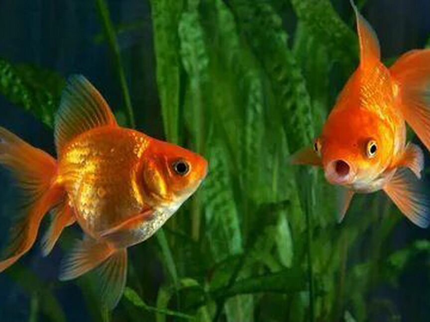 Золотая рыбка