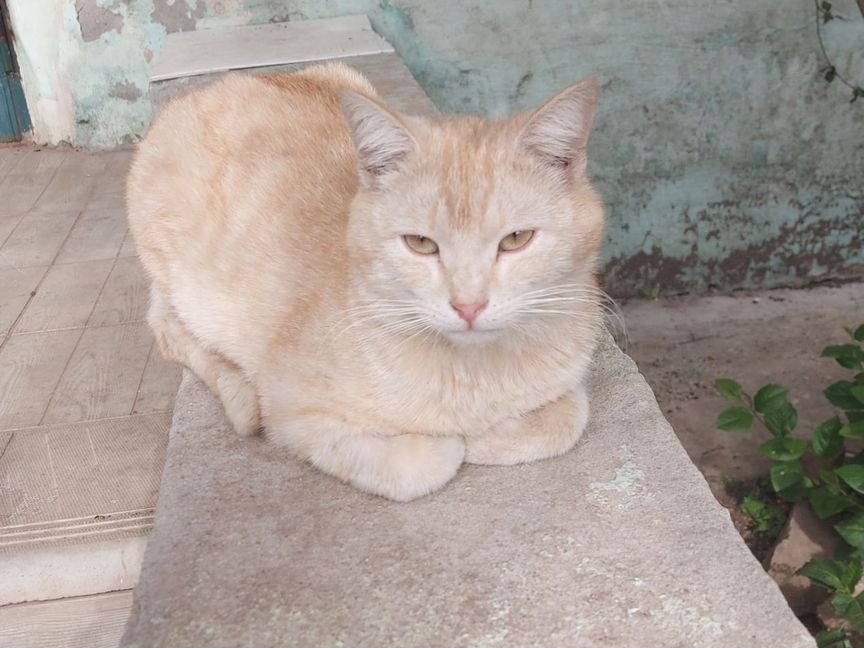 Кот Бусек в добрые руки