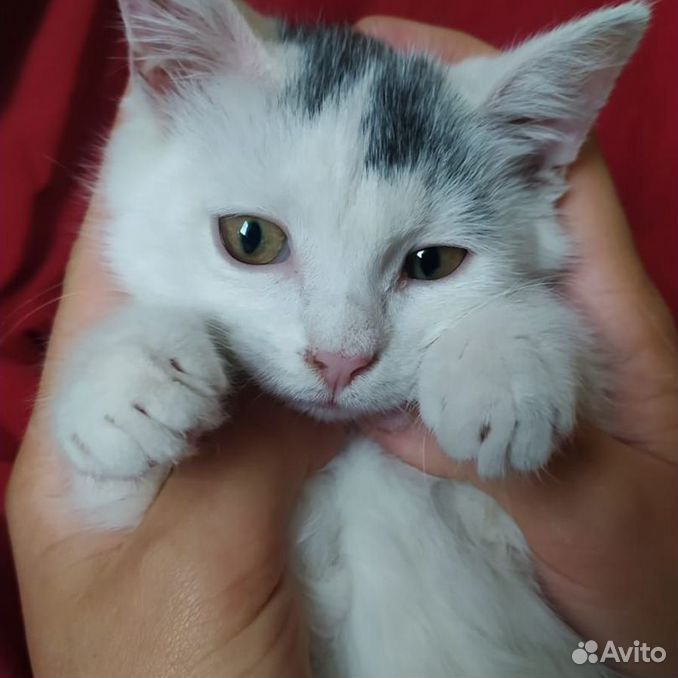 Ищем дом для кошечки Бэллы