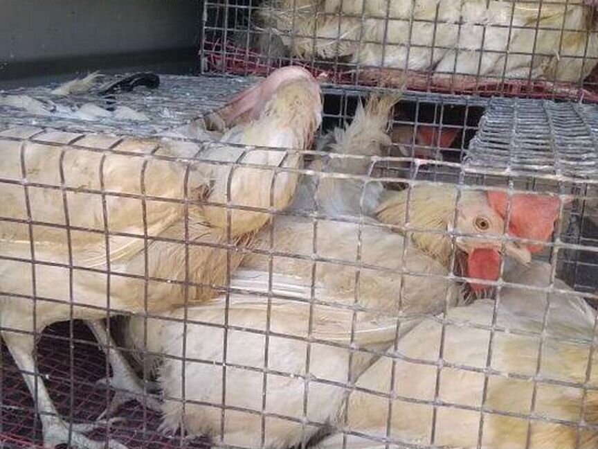 Куры не сушки