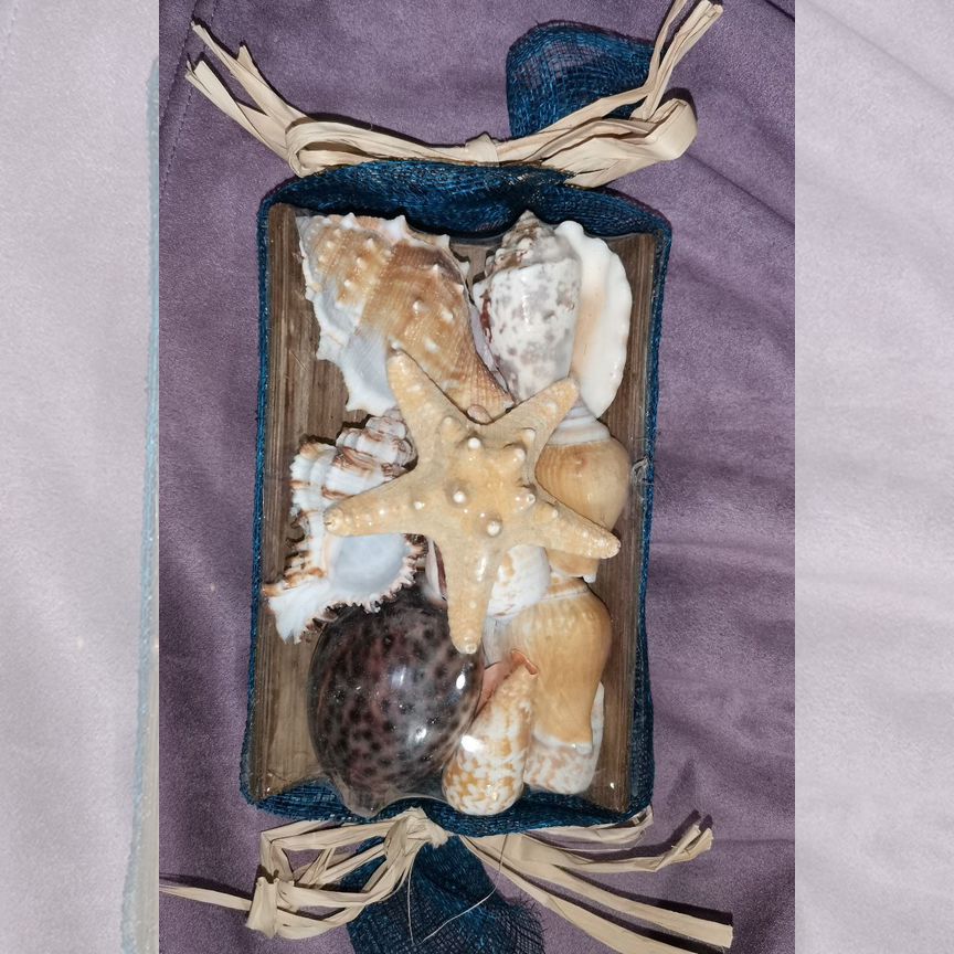 Ракушки море океан набор