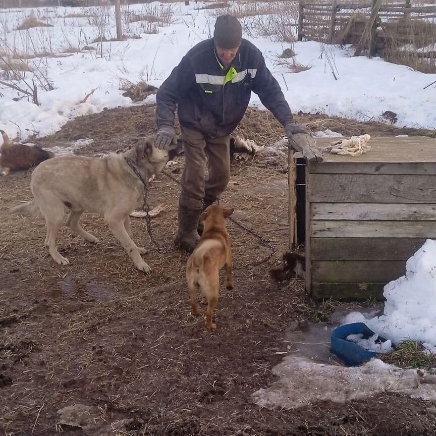 Кангал, щенок