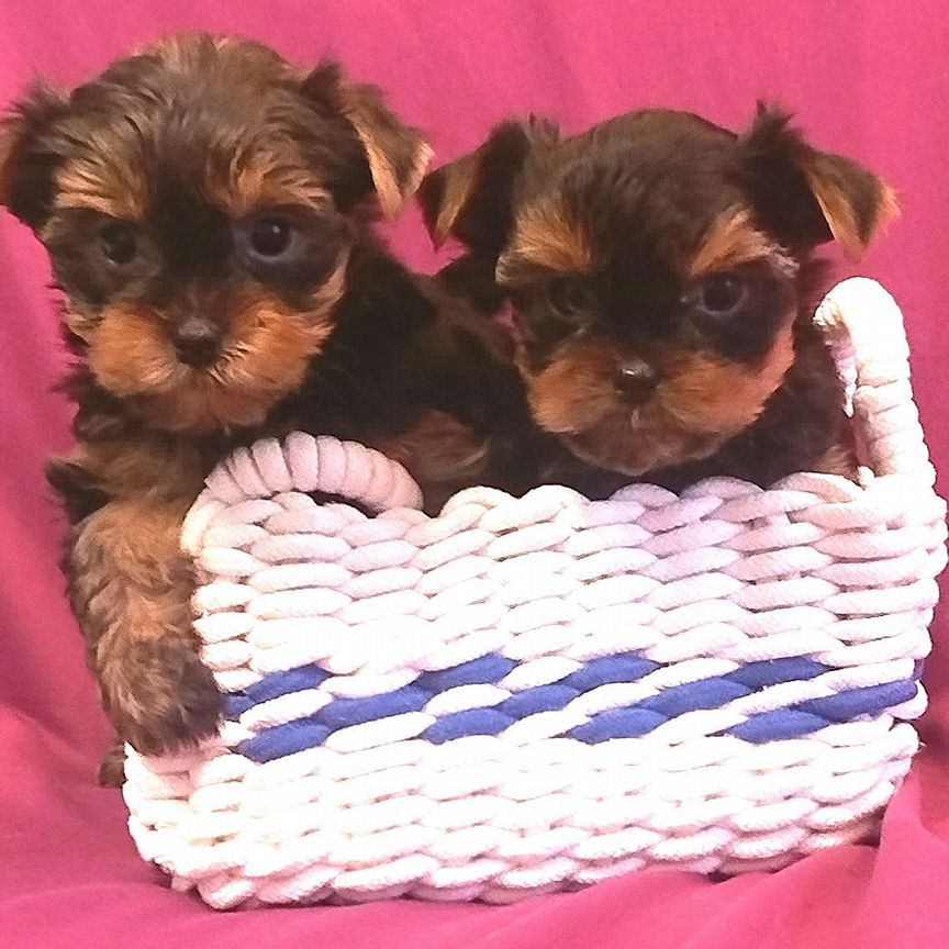 Йоркширский терьер, щенок