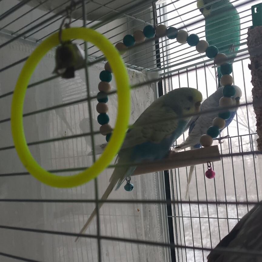 Волнистый попугай