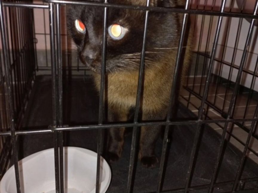 Ненужный кот