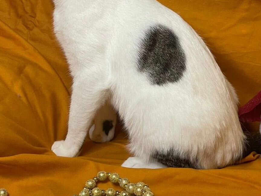Белый кот
