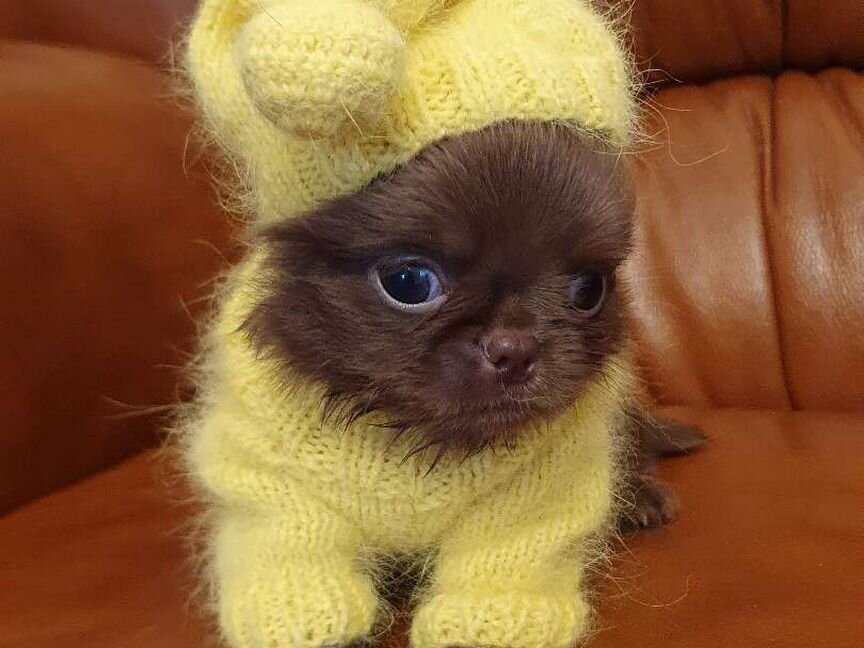 Чихуахуа мальчик