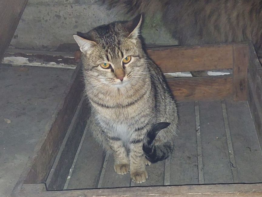 Котя в добрые руки бесплатно