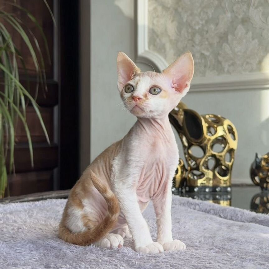 Циннамоновый мрамор мальчик