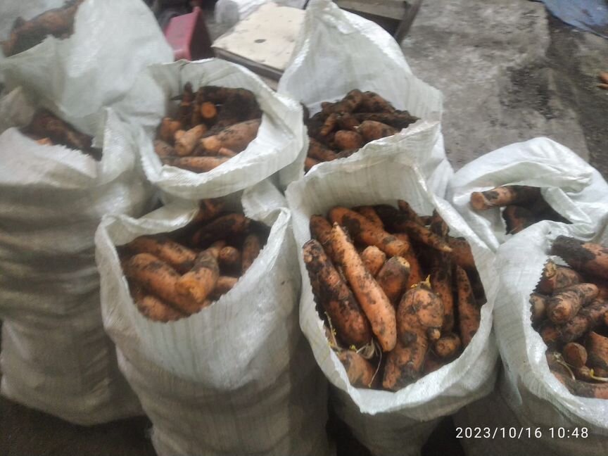 Морковь свекла на корм животным