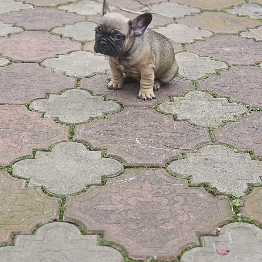 Французский бульдог, щенок