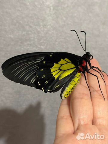 Ферма тропических бабочек