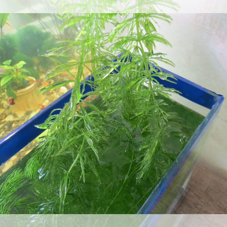 Продам роголистник для аквариума
