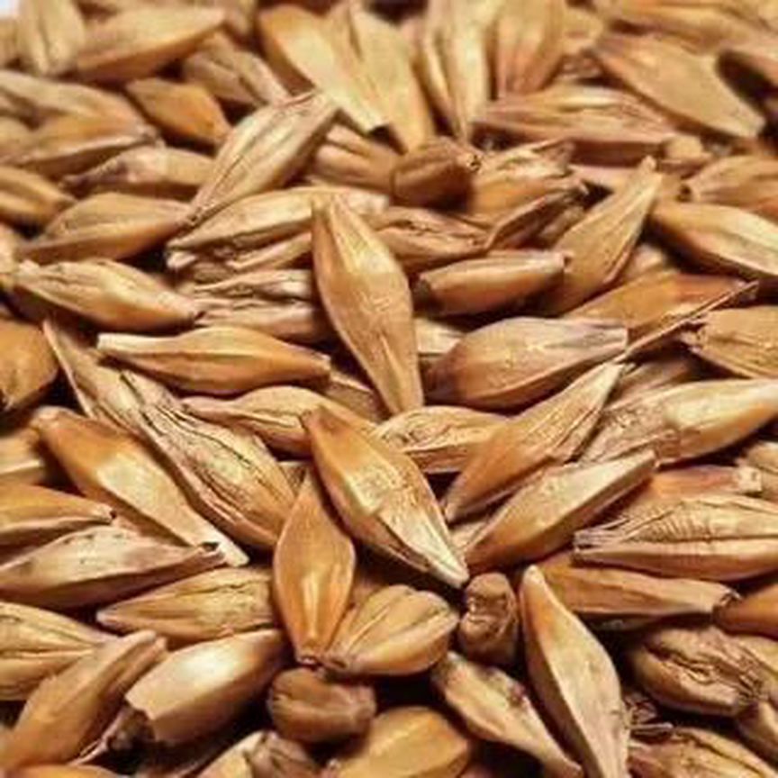 Продажа зерно ячмень