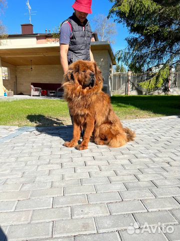 Тибетский мастиф