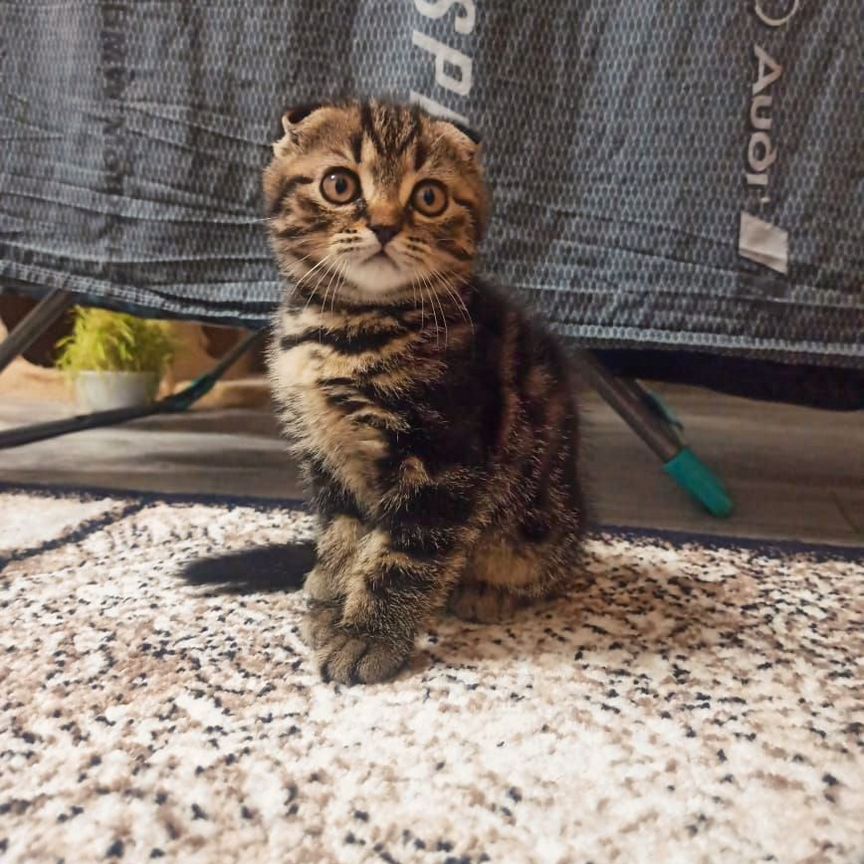 Шотландский мальчик