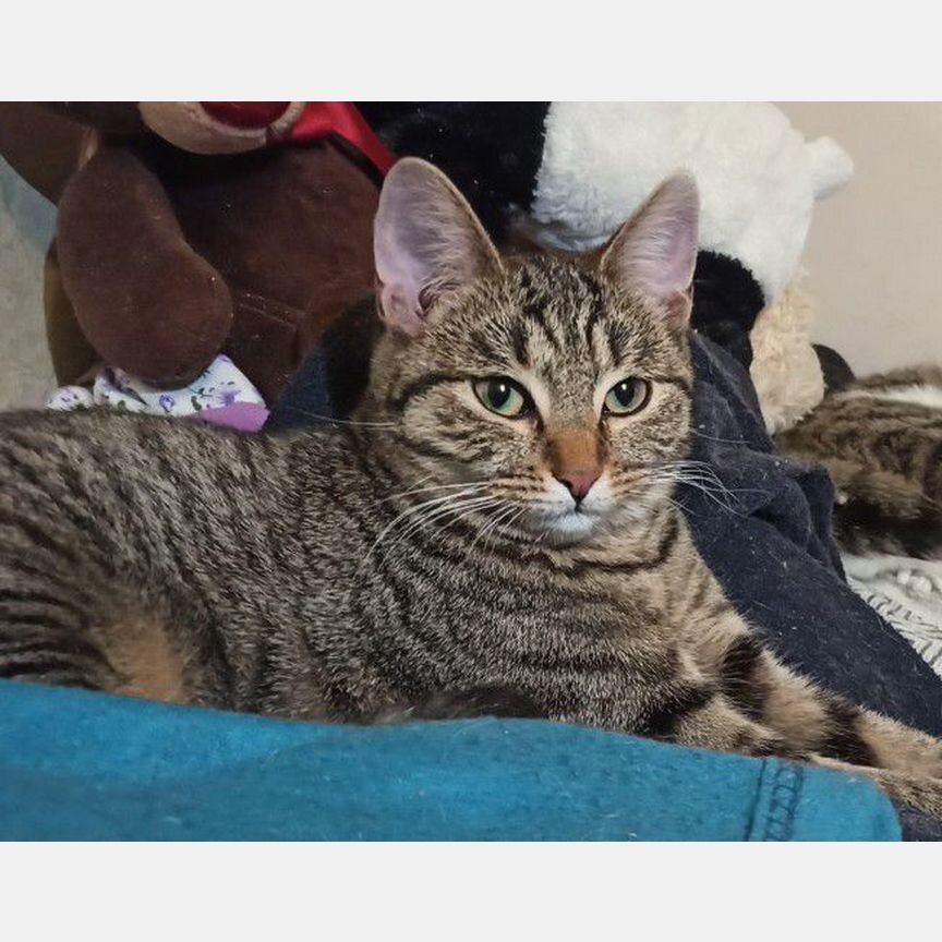 Котёнок Тигруля