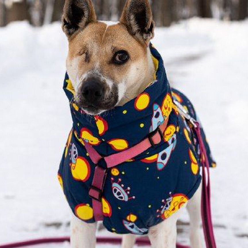 Взрослая собака в добрые руки