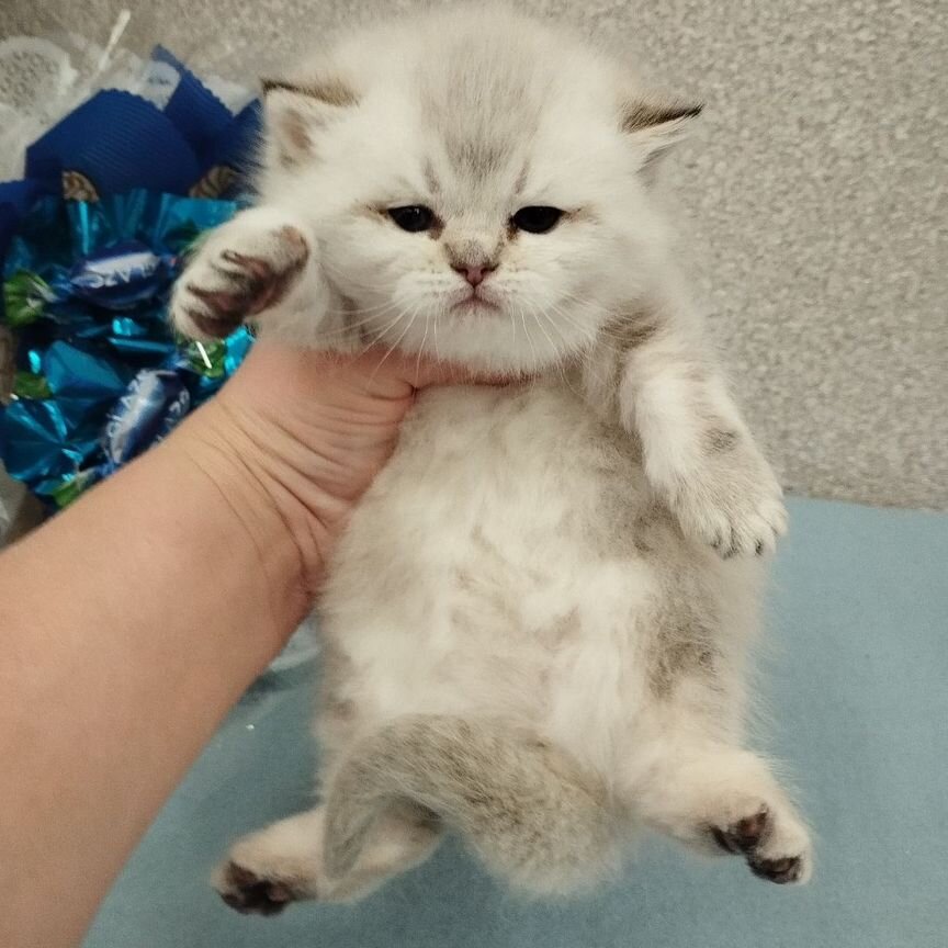 Шотландский вислоухий короткошёрстный котёнок
