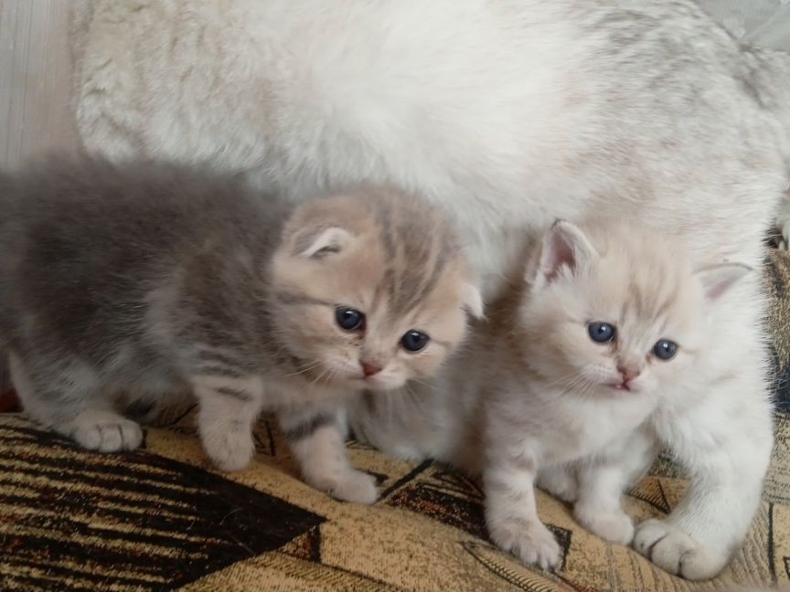 Шотландская вислоухая кошка