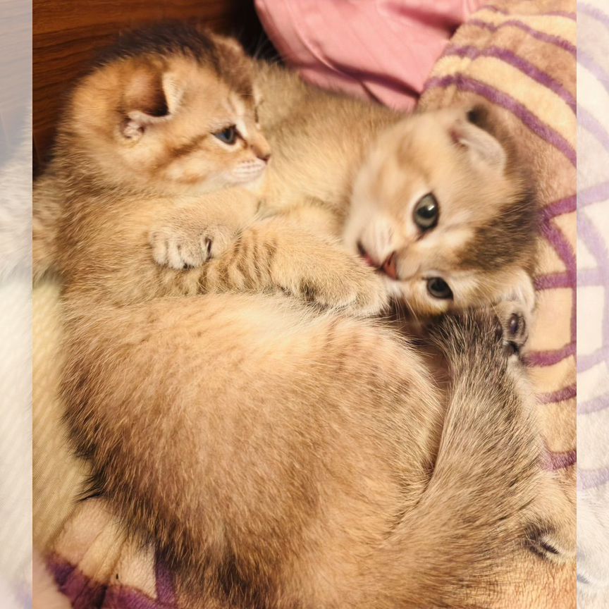 Британский короткошёрстный котёнок