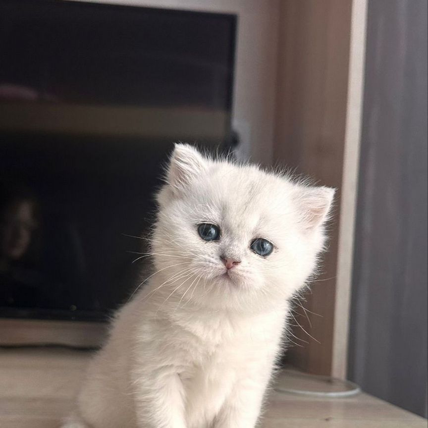 Котята британская шиншилла