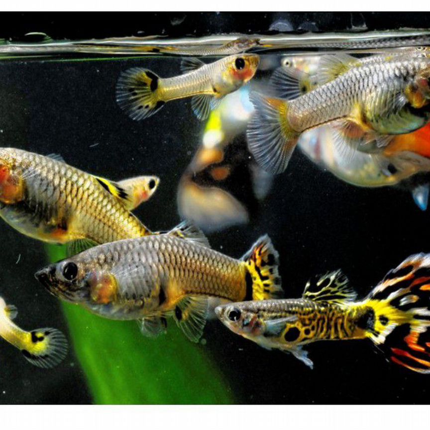 Аквариумные рыбки гуппи приму