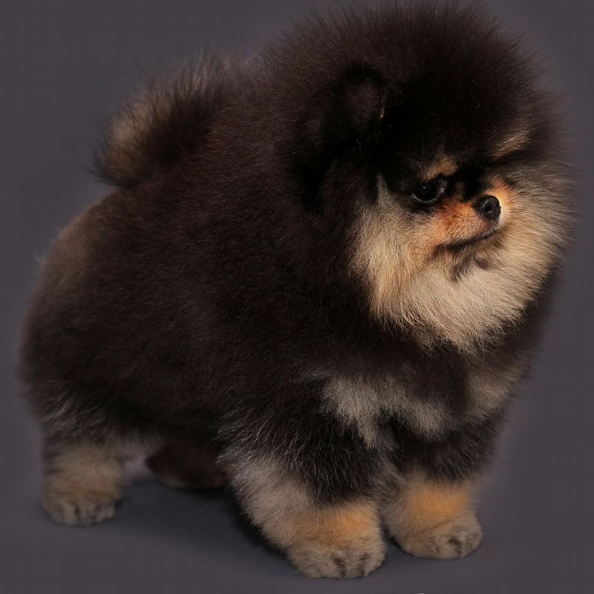 Красивый мальчик шпиц