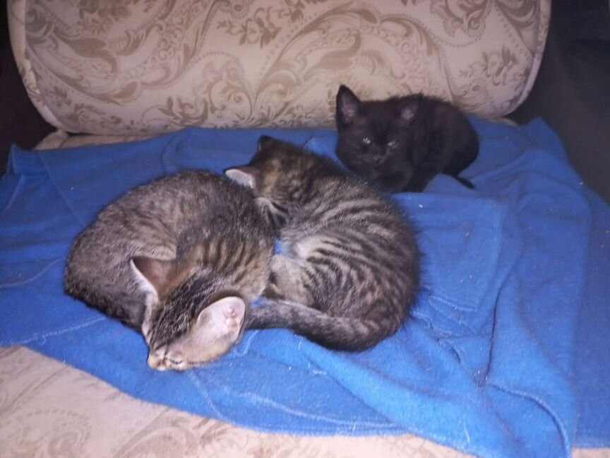 Котята в добрые руки