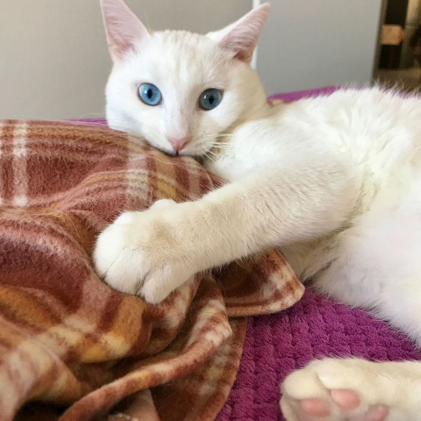 Классный котик
