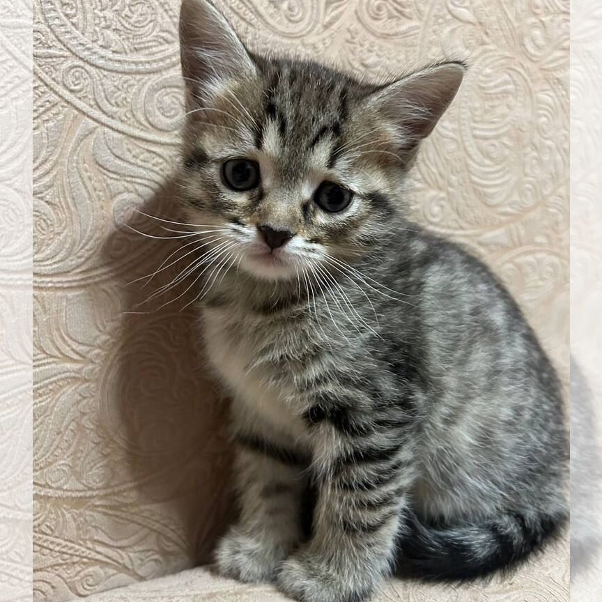 Котенок Кузя