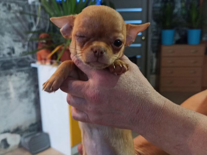 Чихуахуа