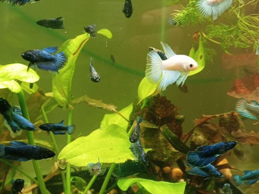 Рыбка петушок