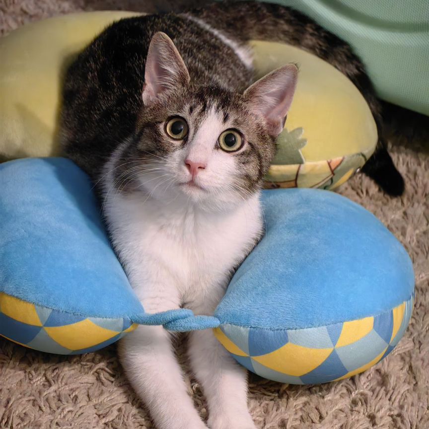 Котёнок в добрые руки