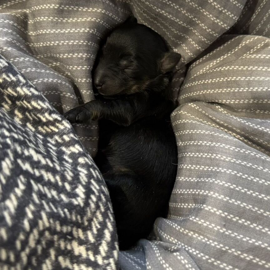 Такса, щенок