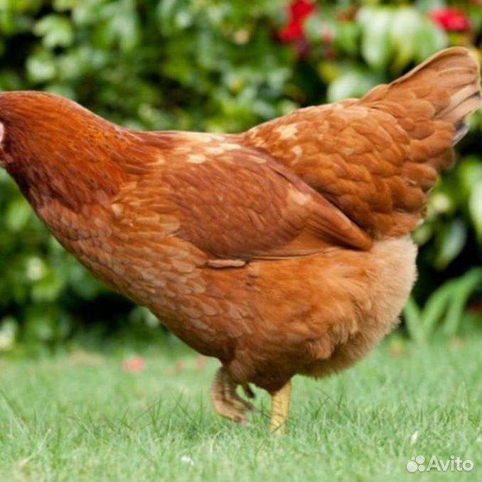 Курицы несушки Молодые
