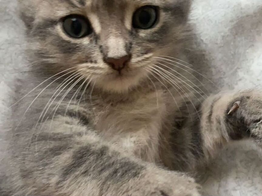 Котенок, мальчик, 1 мес, в ответственные руки