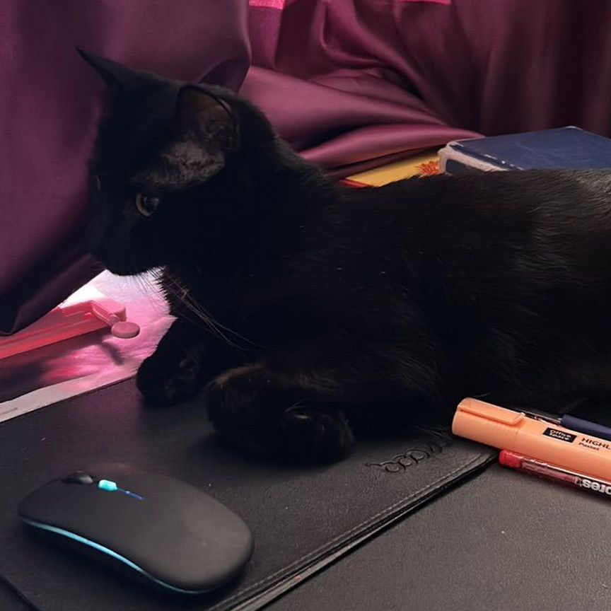 Взрослый кот в добрые руки