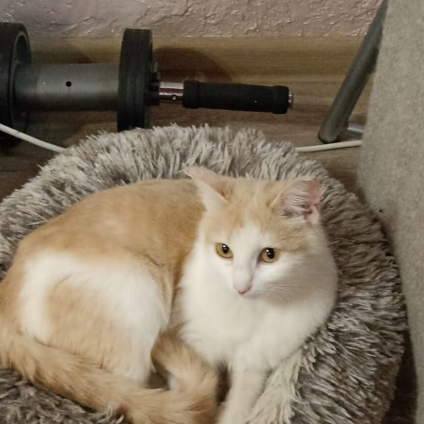 Кошка