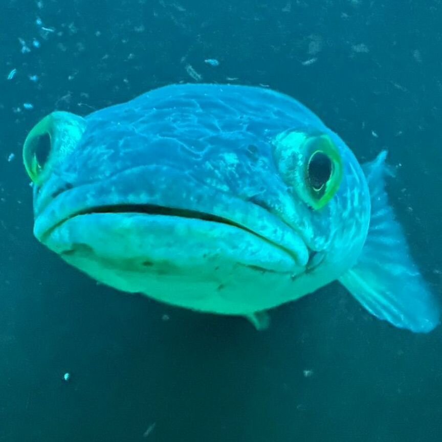 Змееголов марулиойдес