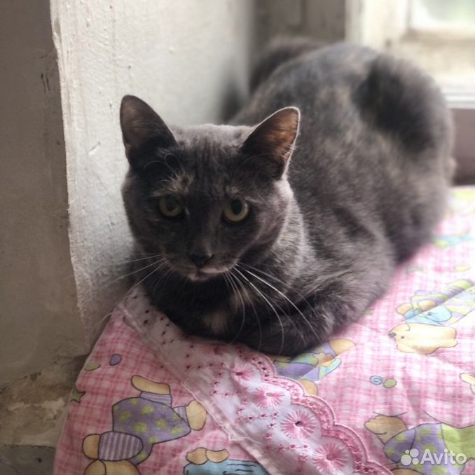 Красотка Оливия ищет дом