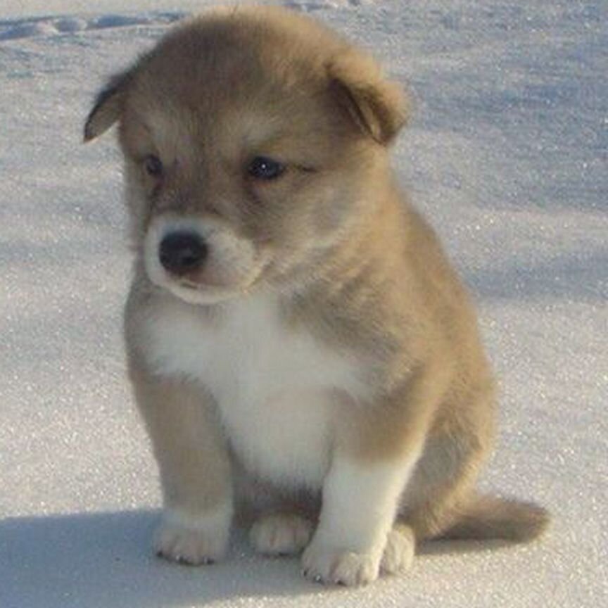 Западносибирская лайка, щенок