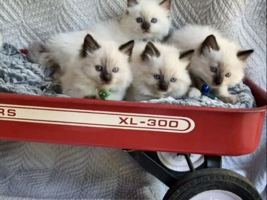 Коьята девочки Ragdoll