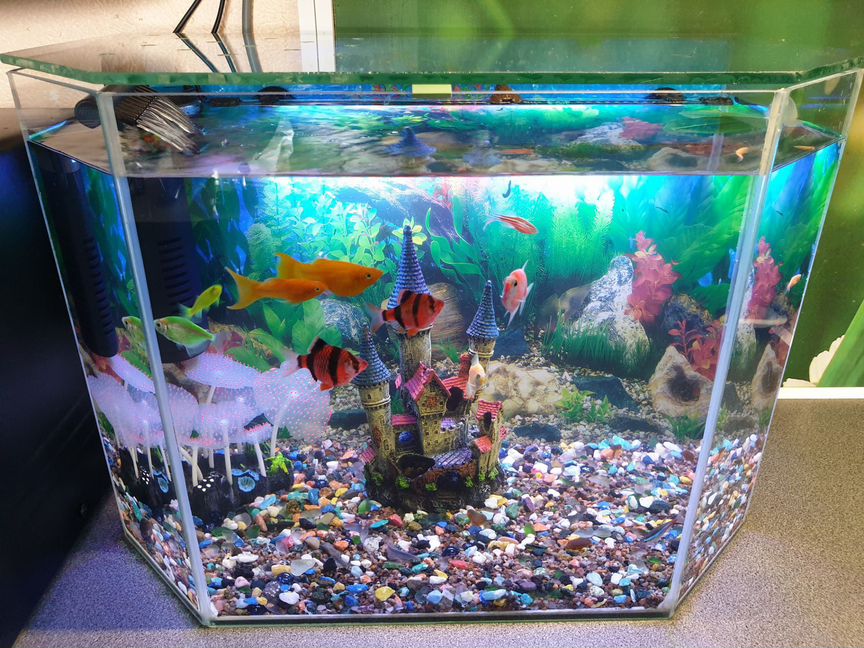 Аквариум с рыбками