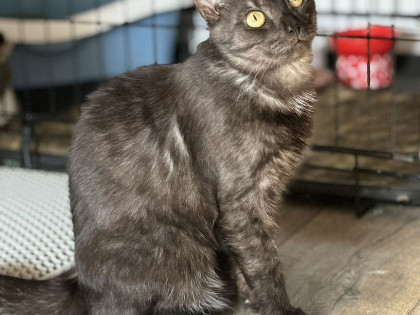 Кошка Гайя стерилизована