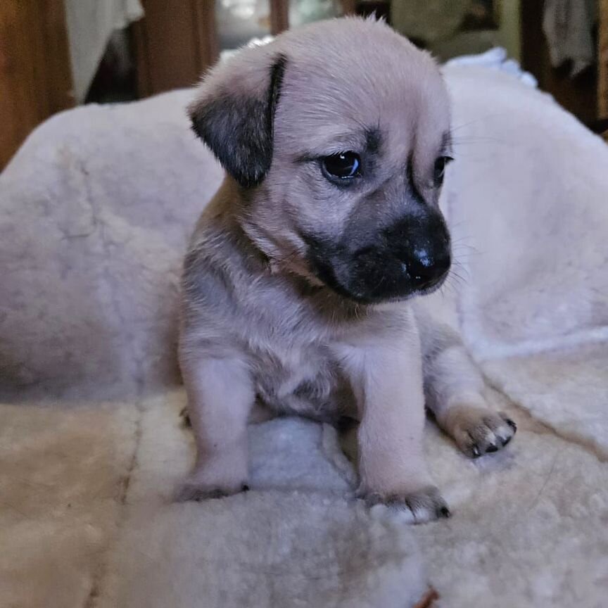 Крошка Кекс